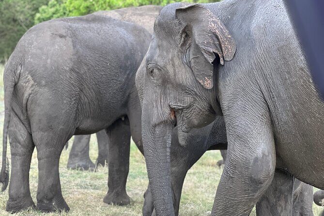 Minneriya National Park Shared 4WD Adventure - FAQs