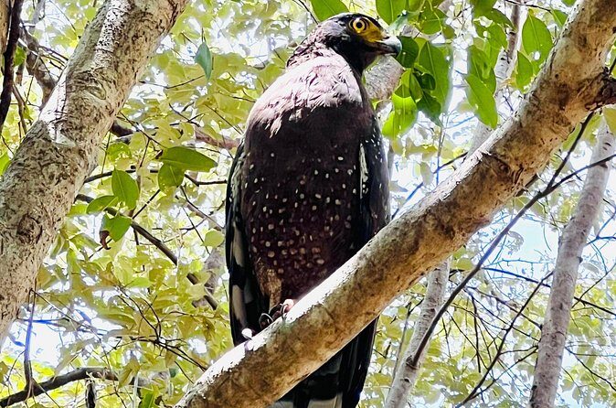 Minneriya National Park Shared 4WD Adventure - Final Words