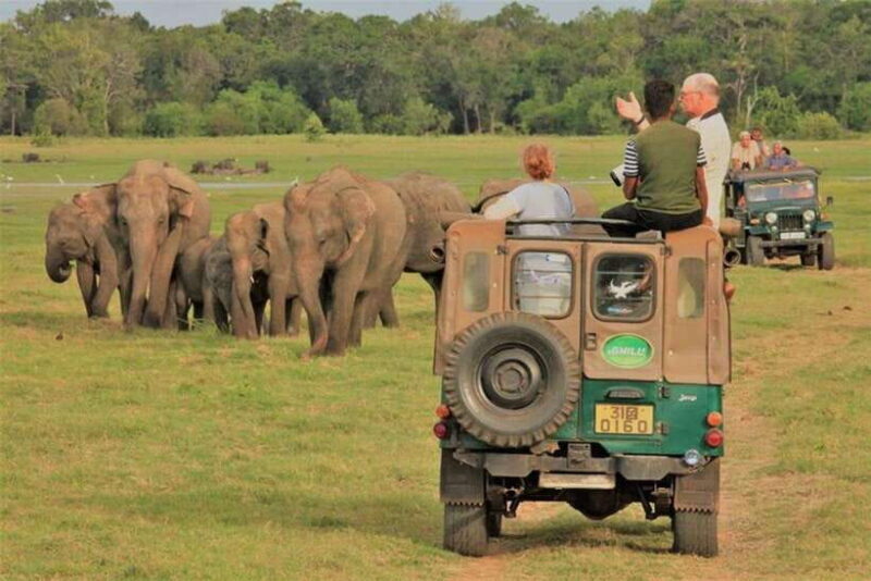 Minneriya National Park Wild Elephant Safari - Why Choose the Minneriya Safari?