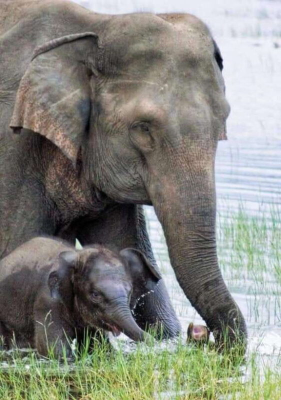 Minneriya National Park Wild Elephant Safari - Authenticity and Value