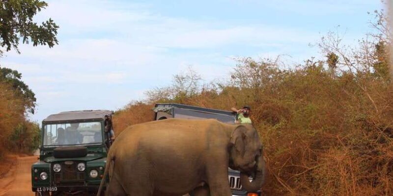 Minneriya: Private Jeep Safari From Trincomalee - Detailed Exploration of the Tour