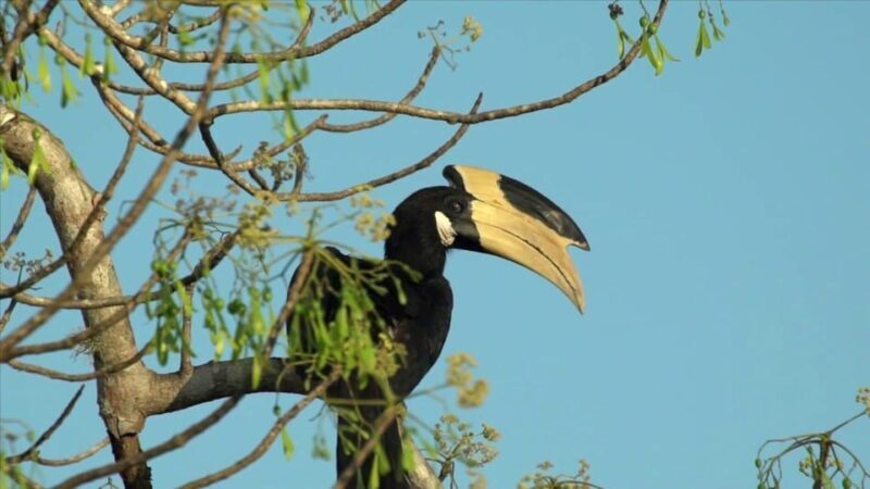Minneriya: Private Jeep Safari From Trincomalee - Who Should Consider This Tour?