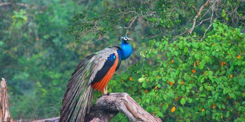 Minneriya: Private Jeep Safari From Trincomalee - Frequently Asked Questions