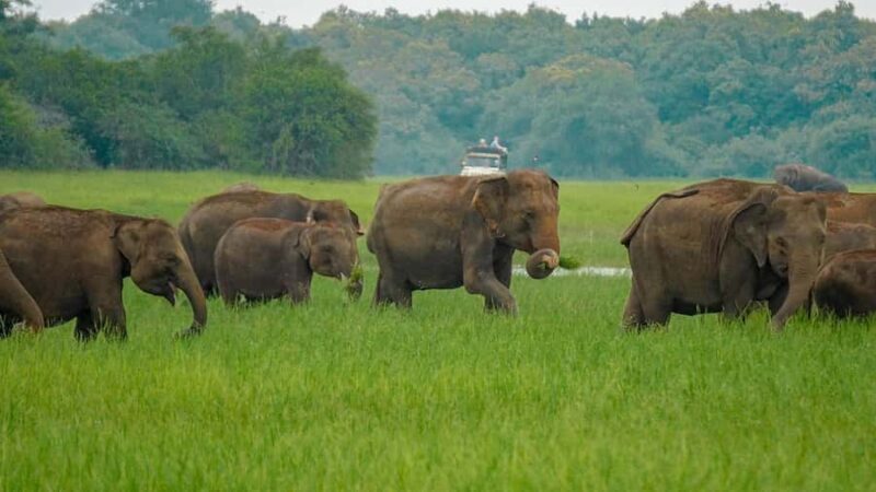 Minneriya Safari: Morning Birds or Afternoon Herds - Key Points