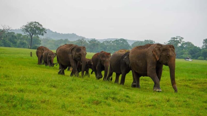 Minneriya Safari: Morning Birds or Afternoon Herds - An In-Depth Look at the Minneriya Safari Experience