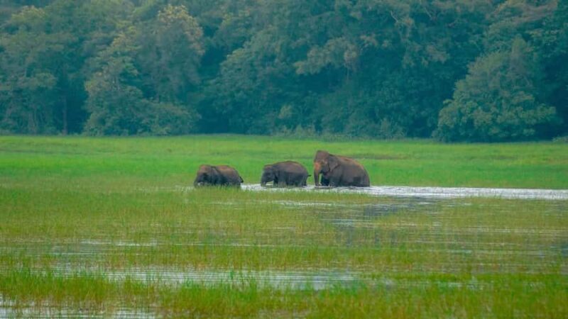 Minneriya Safari: Morning Birds or Afternoon Herds - Final Thoughts