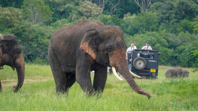 Minneriya Safari: Morning Birds or Afternoon Herds - FAQ