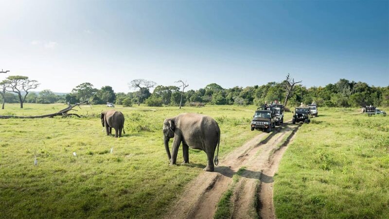 Minneriya Safari Park Private Tour From Habarana/Sigiriya - Authentic Encounters and Practical Insights from Reviews