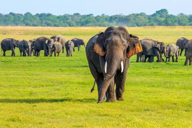 Minneriya Safari Tour from Habarana - The Experience: What to Expect on the Minneriya Safari