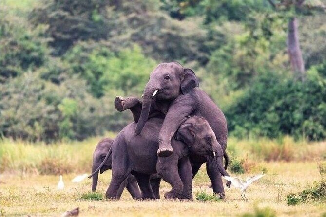 Minneriya Safari Tour from Sigiriya - Key Points