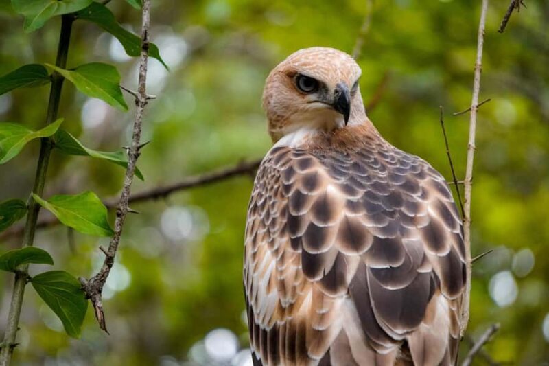 Minneriya: Twilight Safari Experience in the Land of Giants - Key Points