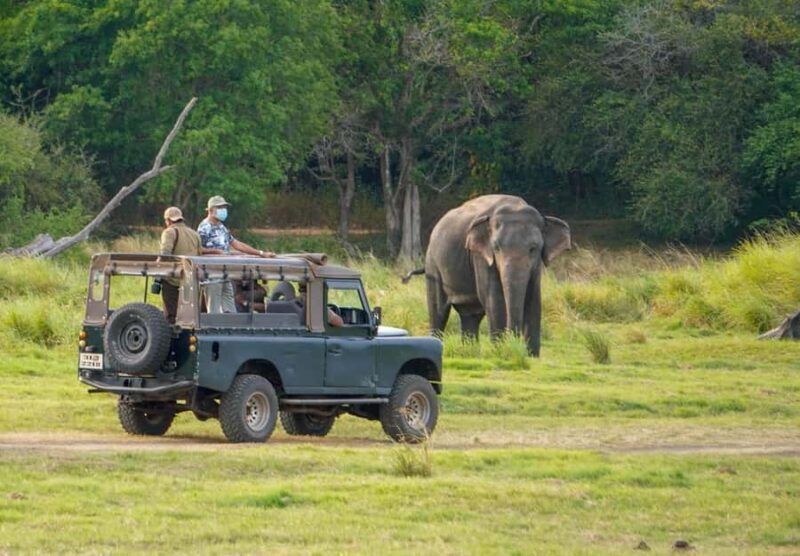 Minneriya: Twilight Safari Experience in the Land of Giants - The Pickup and Transport