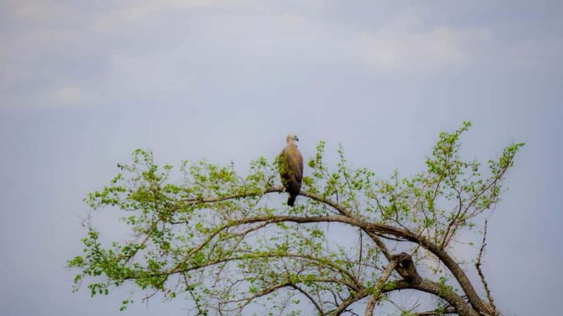 Minneriya: Twilight Safari Experience in the Land of Giants - Pricing and Value