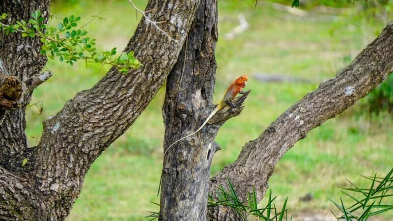 Minneriya: Twilight Safari Experience in the Land of Giants - The Experience Provider