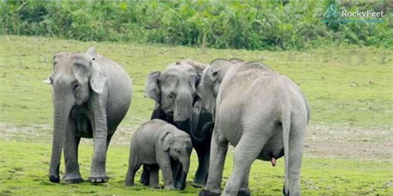 Minneriya:Jeep Safari From Kandy - The Main Attraction: The Elephant Gathering