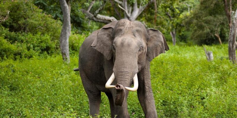 Minneriya:Jeep Safari From Kandy - Other Wildlife and Spotting Tips