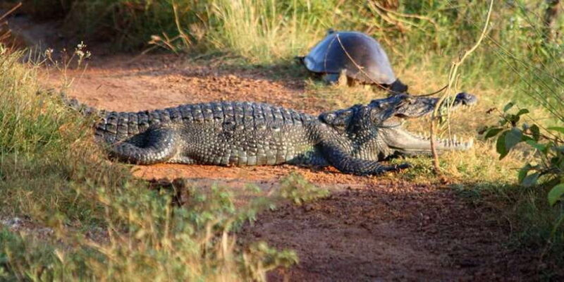 Minneriya:Jeep Safari From Sigiriya - The Itinerary Breakdown: What You Can Expect