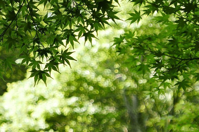 Minoh Waterfall and nature walk through the Minoh Park - The Bottom Line: Who Should Book This Tour?