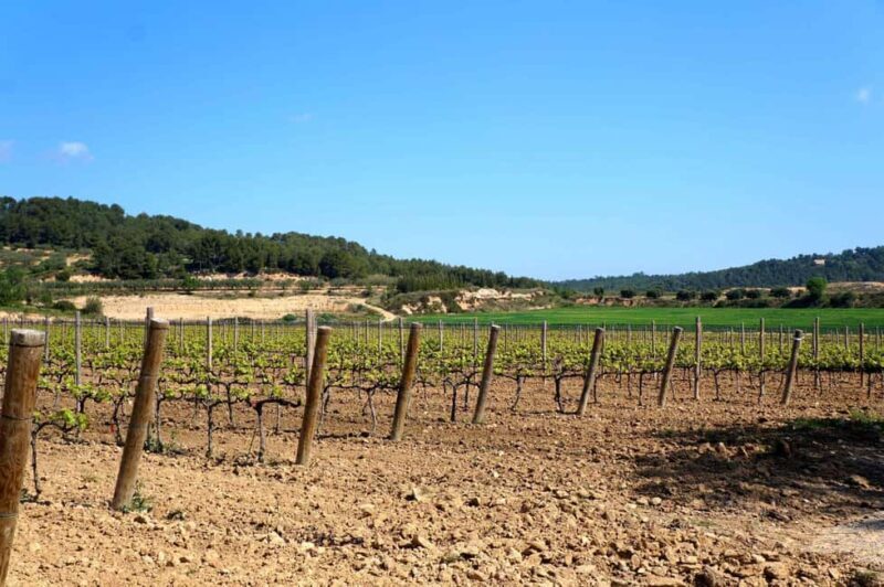 Miquel Jané Winery: tour with audio guide - Key Points