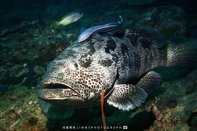 Miri Coral Reef Day Dive - Key Points