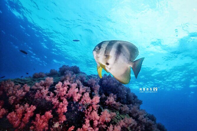 Miri Coral Reef Day Dive - The Value and Practical Tips