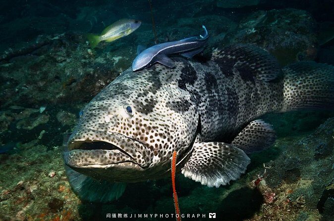 Miri Coral Reef Day Dive - FAQ