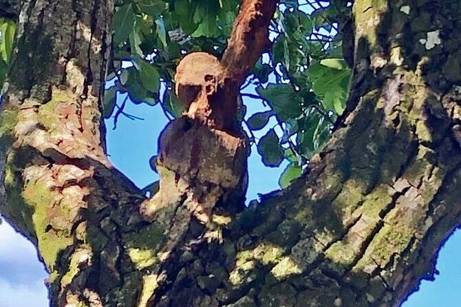 Mirimiri Tours - Analyzing the Value