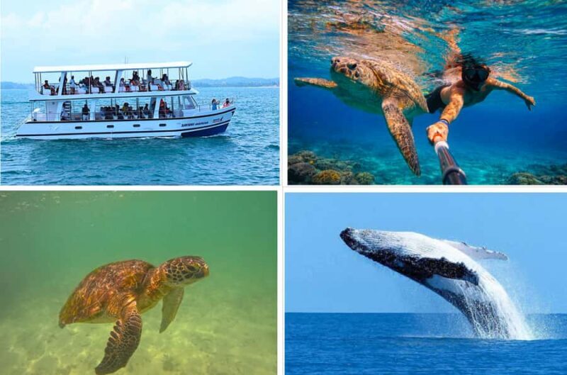 Mirissa: Blue Whale Watching & Turtle Snorkeling Combo Tour - A Practical Look at the Mirissa Combo Tour