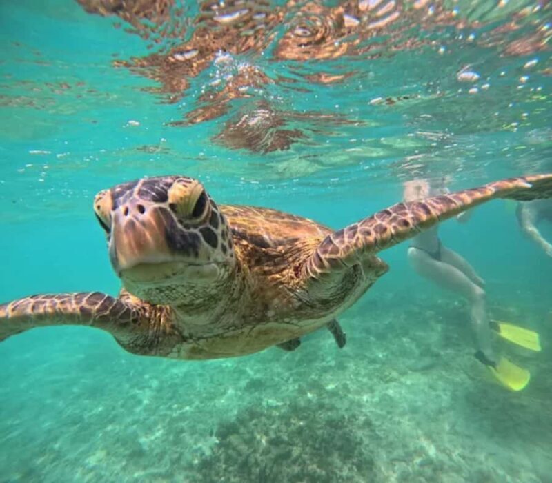 Mirissa: Blue Whale Watching & Turtle Snorkeling Combo Tour - FAQs