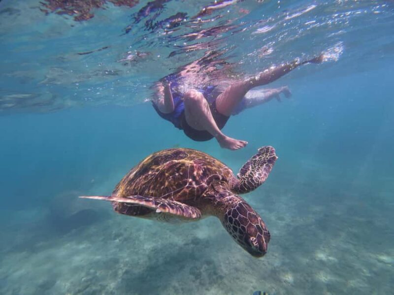 Mirissa: Coral Coast Divers Snorkeling Tour with Turtles - Key Points