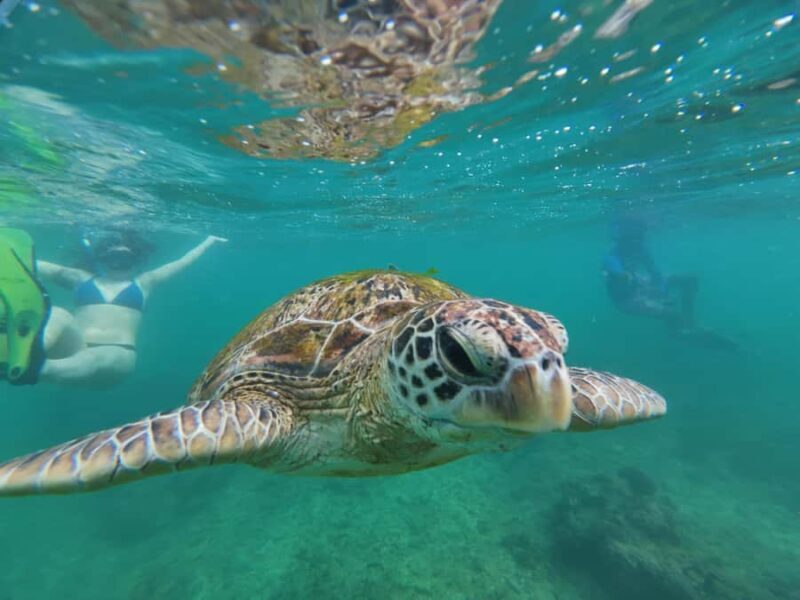 Mirissa: Coral Coast Divers Snorkeling Tour with Turtles - An Honest Look at the Mirissa Snorkeling Tour