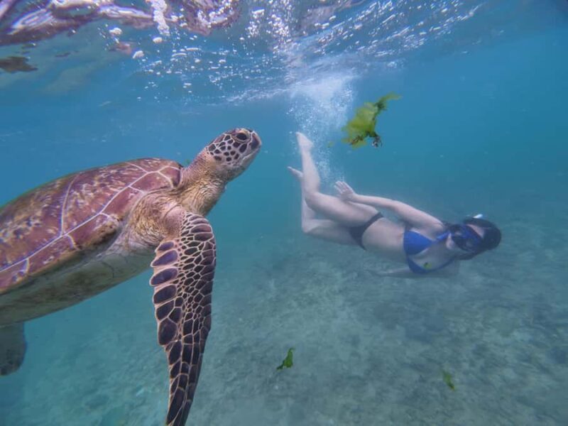 Mirissa: Coral Coast Divers Snorkeling Tour with Turtles - In Summary