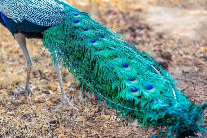 Mirissa , Galle , Bentota to Udawalawe National Park Day Tour - Key Points