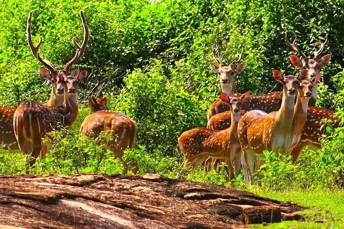 Mirissa , Galle , Bentota to Udawalawe National Park Day Tour - Who Should Consider This Tour?