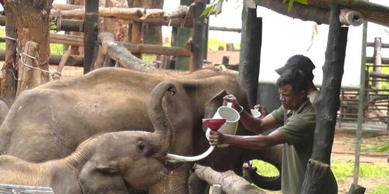 Mirissa/Galle: Transfer to Ella & YALA & UDAWALAWA Safaris - Final Thoughts: Is It Worth It?