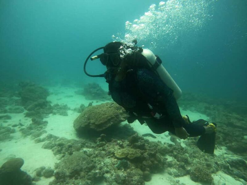 Mirissa : Guided Scuba Diving Experience with Coral - Key Points