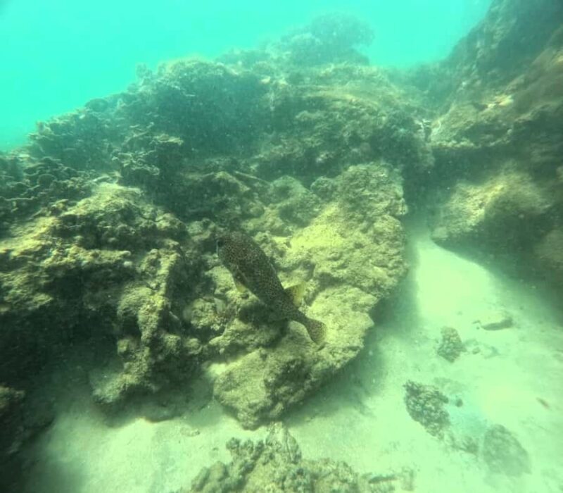 Mirissa : Guided Scuba Diving Experience with Coral - The Sum Up: Who Is This Tour Best For?