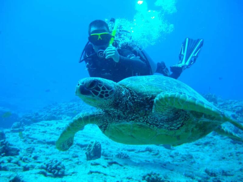 Mirissa: Guided Turtle Snorkeling Experience with Coral Reef - Key Points