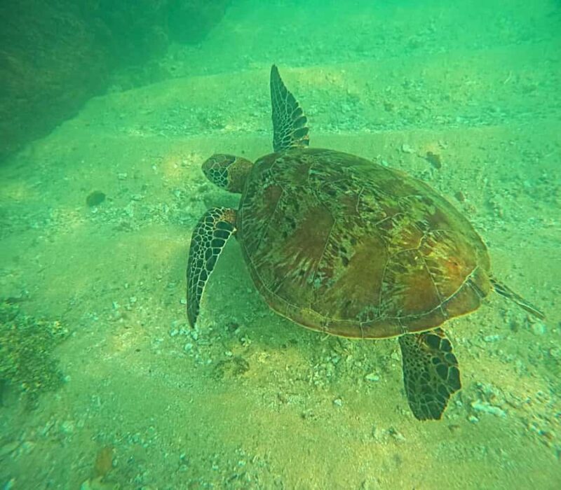 Mirissa: Guided Turtle Snorkeling Experience with Coral Reef - FAQ