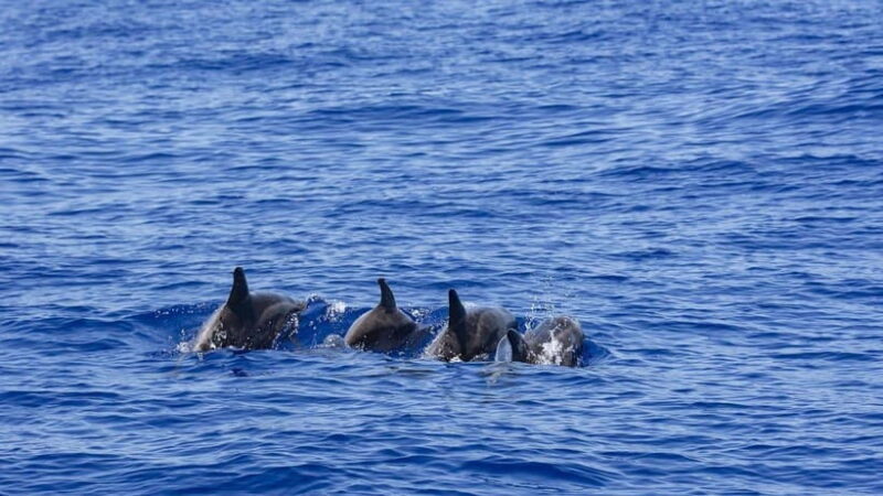 Mirissa: Luxury Sailing Boat Dolphin and Whale Watching - An Introduction to Mirissa’s Luxury Marine Tour