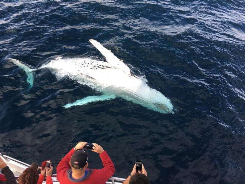 Mirissa: Luxury Sailing Boat Dolphin and Whale Watching - What’s Included and What to Consider