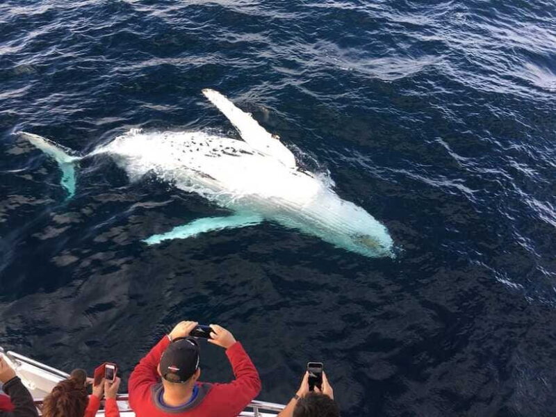 Mirissa: Luxury Sailing Boat Dolphin and Whale Watching - FAQs