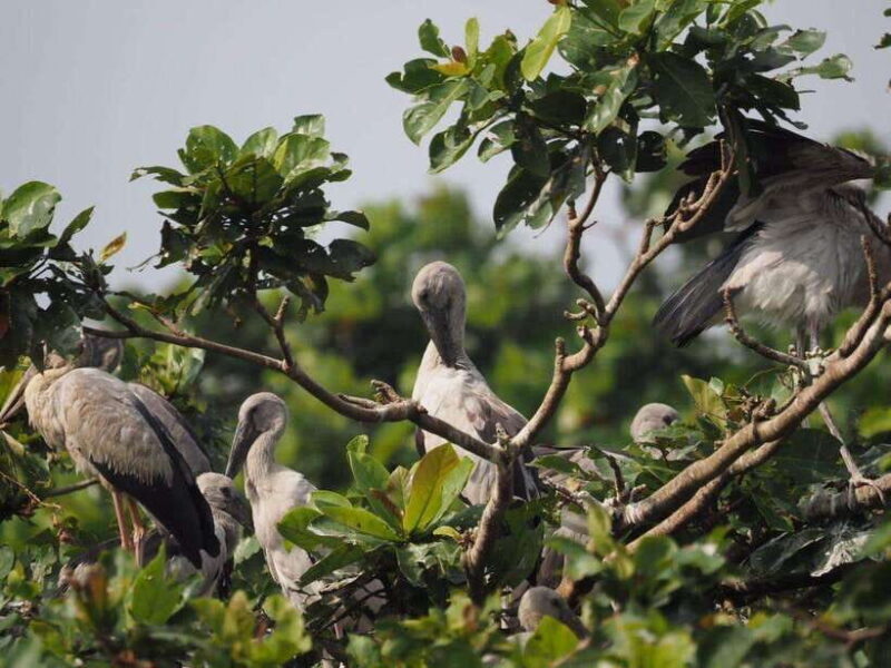 Mirissa: Nilwala River Bird Watching and Crocodile Tour - Key Points