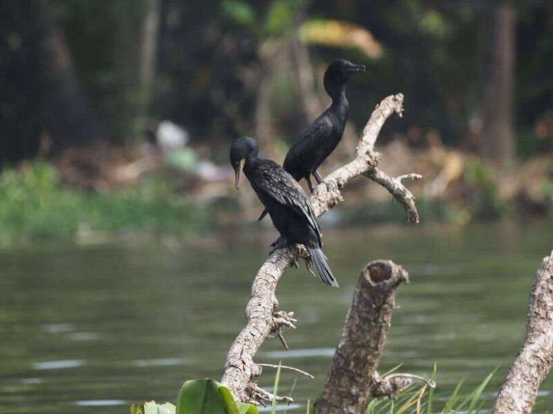 Mirissa: Nilwala River Bird Watching and Crocodile Tour - Discovering the Nilwala River Experience
