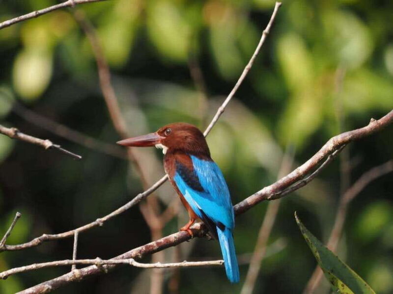 Mirissa: Nilwala River Bird Watching and Crocodile Tour - FAQ