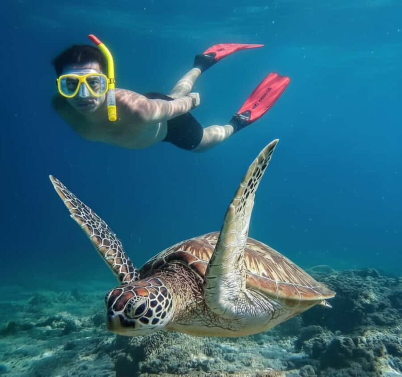Mirissa: Ocean Magic Snorkeling with Turtles - Key Points