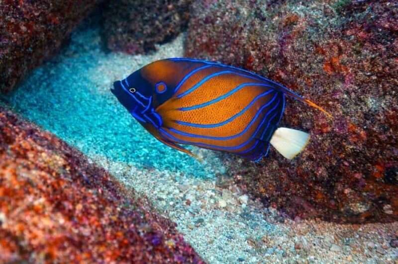 Mirissa : Reef Snorkelling with Wild Sea Turtles - Analyzing the Experience: What to Expect