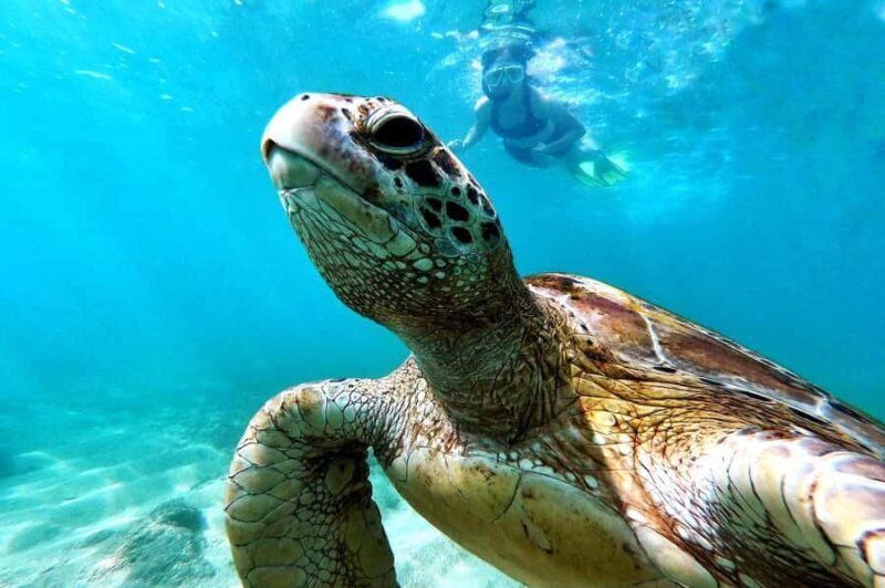 Mirissa : Reef Snorkelling with Wild Sea Turtles - What Travelers Say