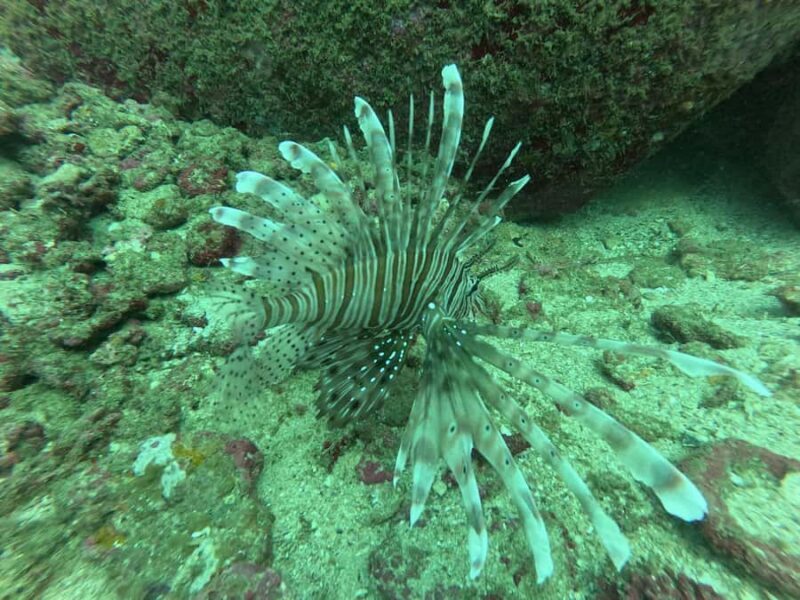 Mirissa: Scuba Diving Experience & Refreshments for Beginner - What Makes This Experience Special?