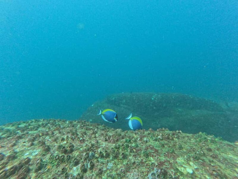 Mirissa: Scuba Diving Experience & Refreshments for Beginner - The Itinerary Breakdown: What to Expect